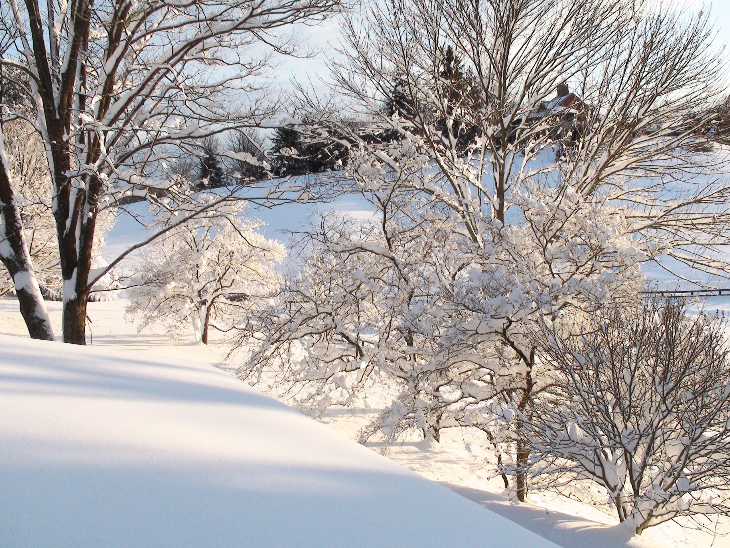 February 2024 Timely Tips | Baltimore Maryland Landscape Design